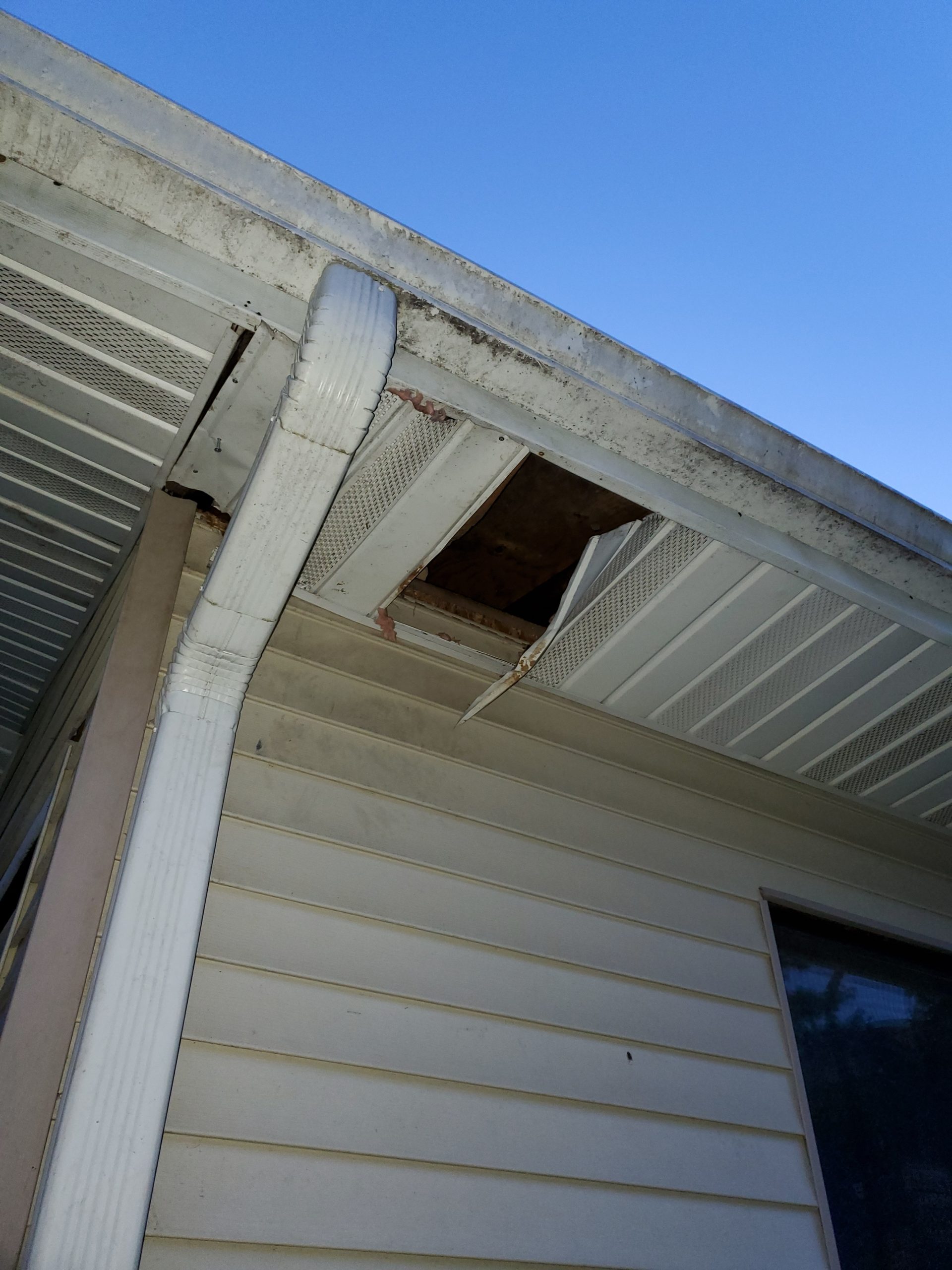 Iowa Wildlife Control » Raccoon Damage to Homes